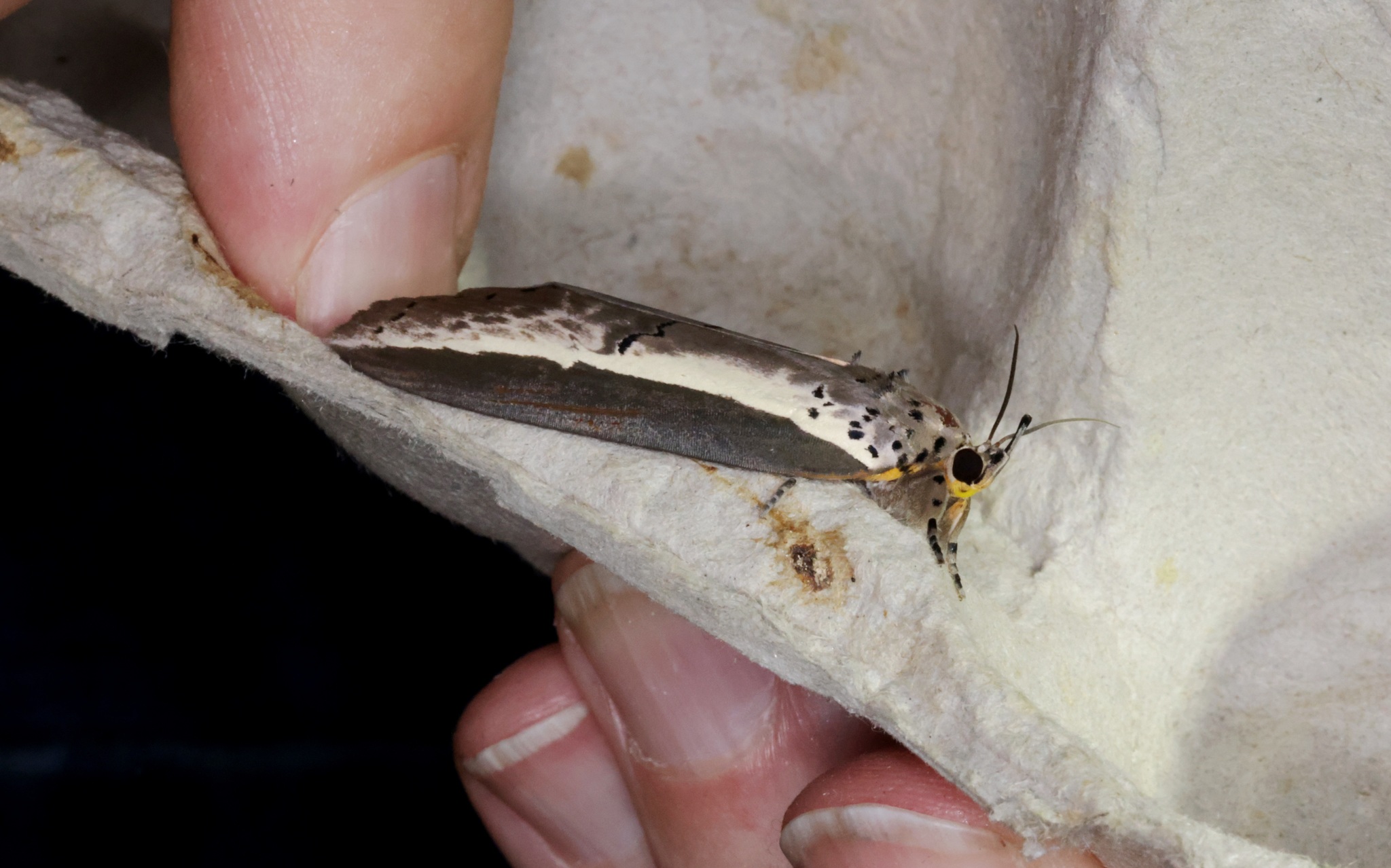 Eligma narcissus (Cramer, 1775)