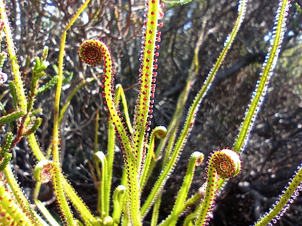 Portuguese sundew from 11380 Tarifa, Cádiz, España on May 1, 2022 at 09 ...