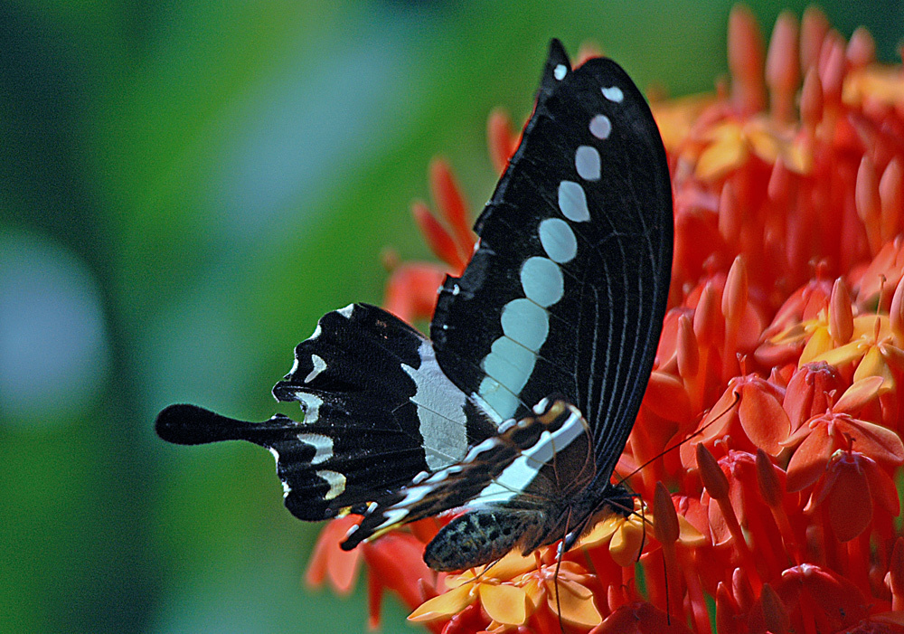 Banded Swallowtail from Lahad Datu, Sabah, Malaysia on September 29 ...
