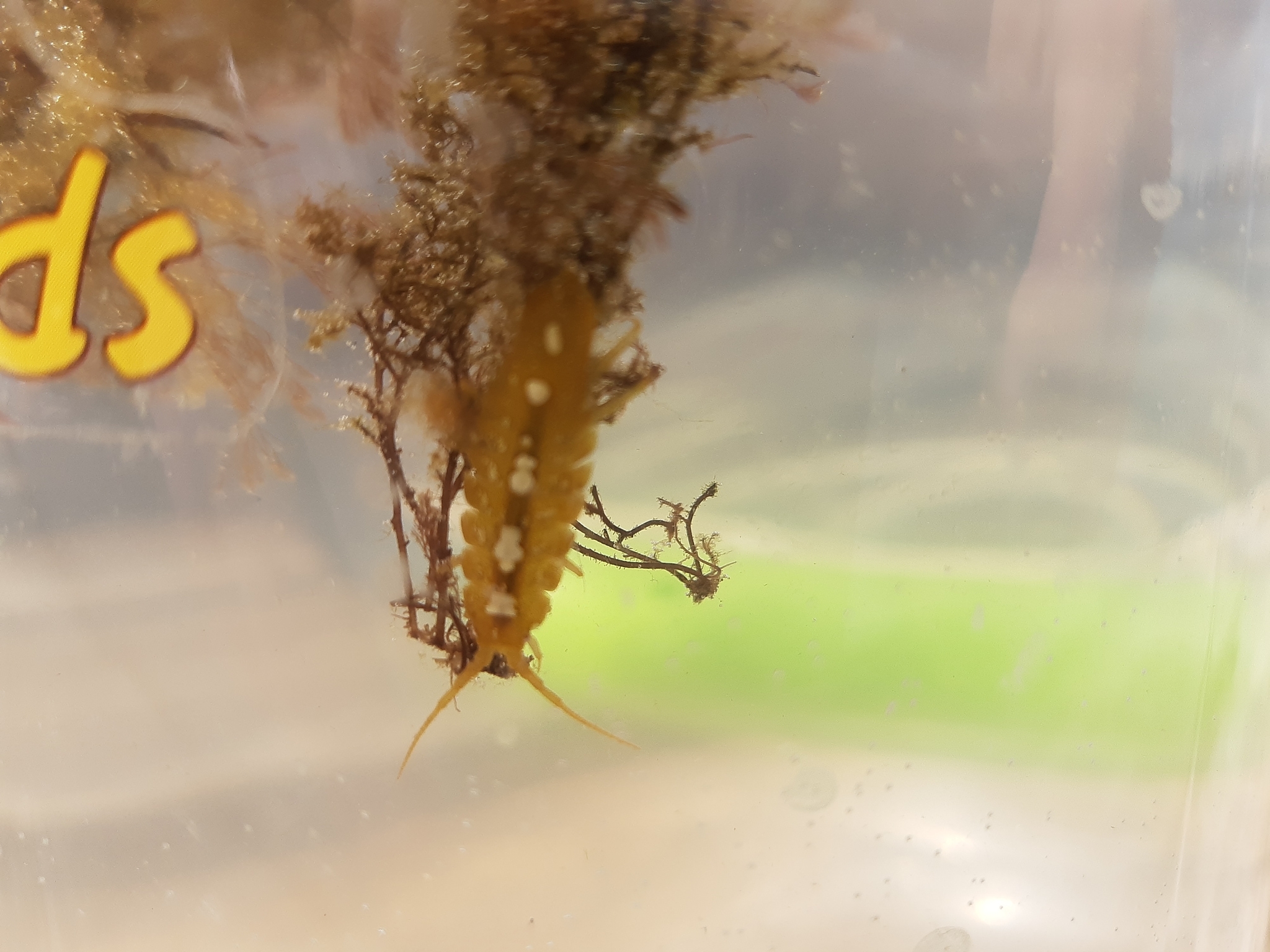 Idotea granulosa Rathke, 1843