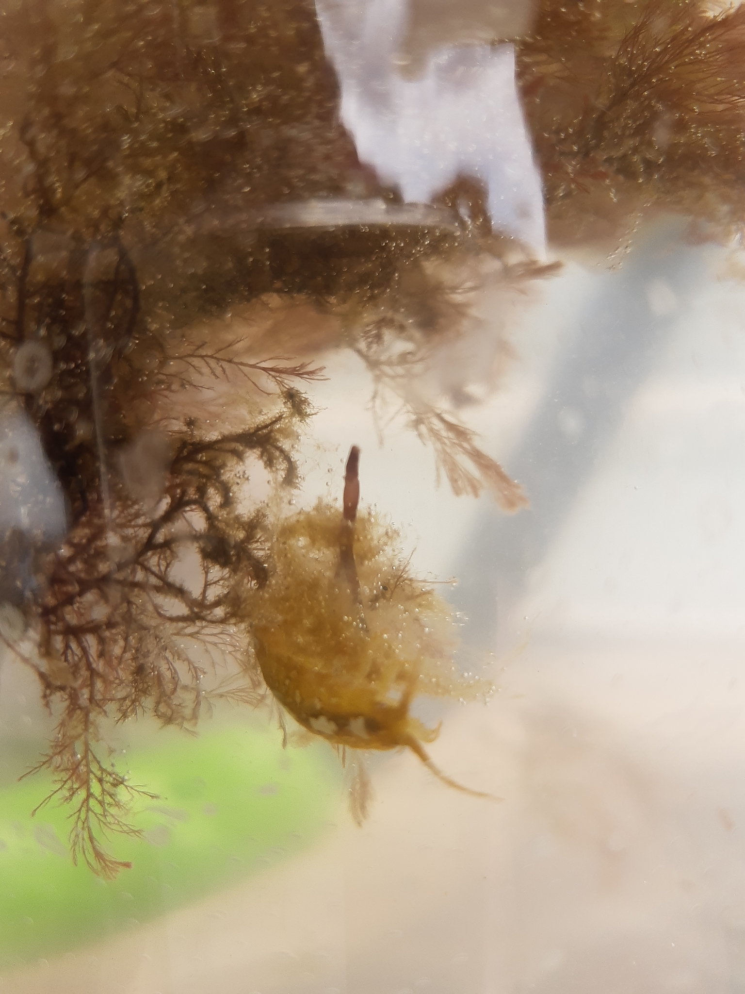 Idotea granulosa Rathke, 1843