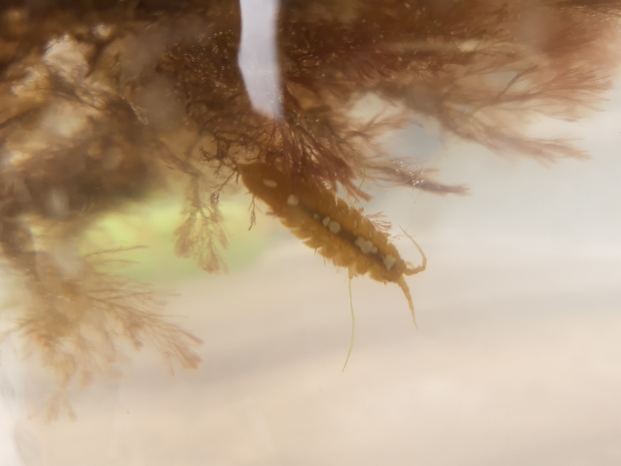 Idotea granulosa Rathke, 1843