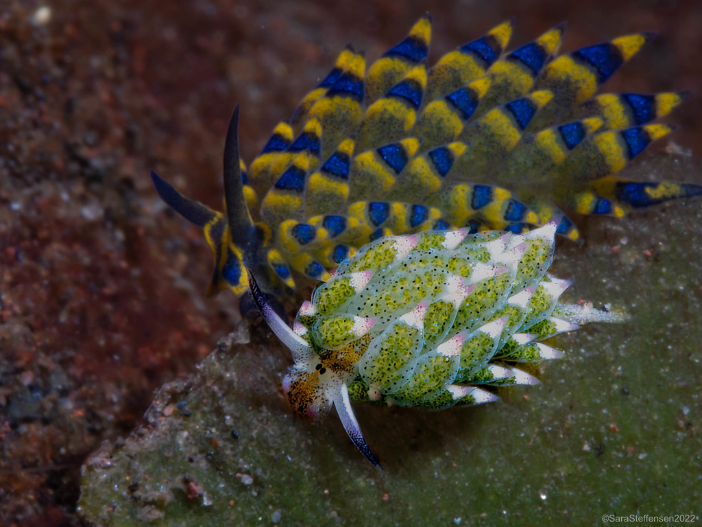 little leaf-sheep from Tulamben, Kubu, Karangasem Regency, Bali ...