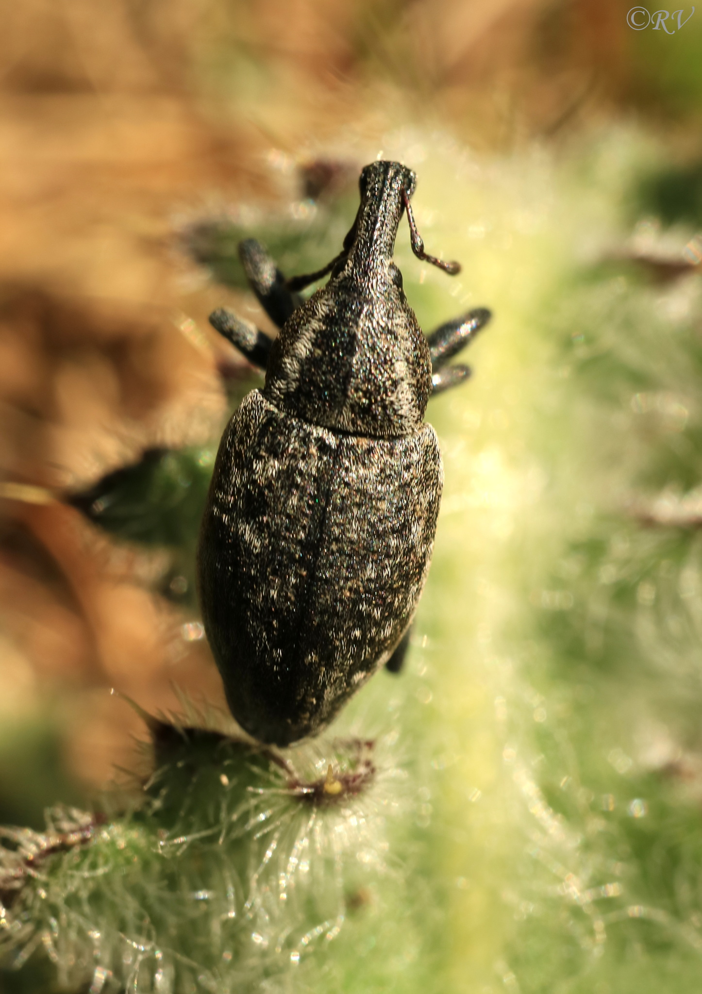 Lepyrus capucinus (J.G.Schaller, 1783)