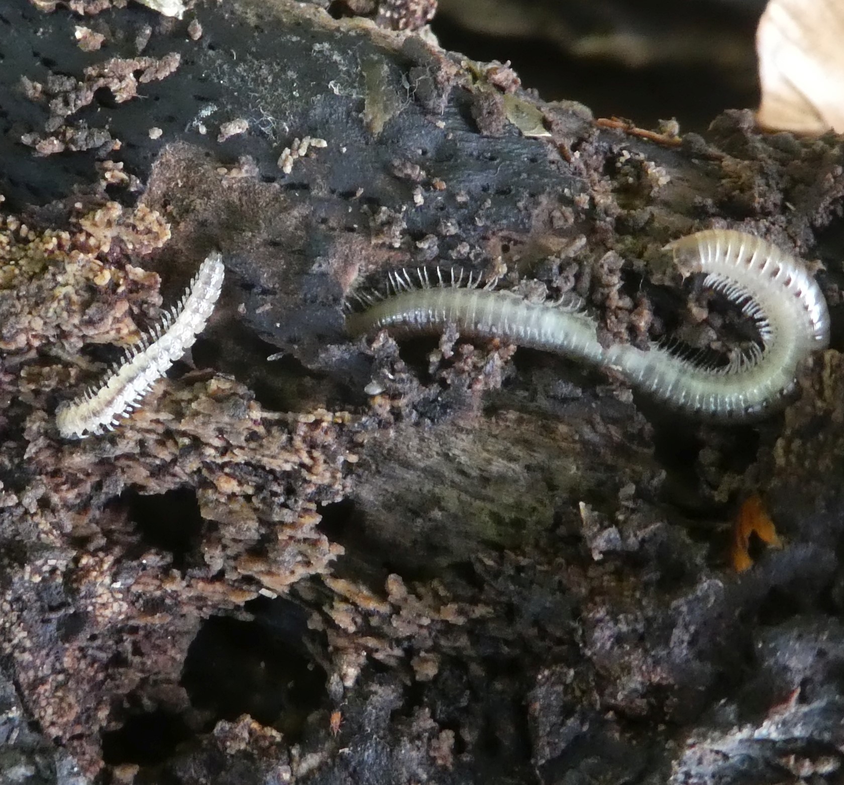 Brachydesmus superus Latzel, 1884