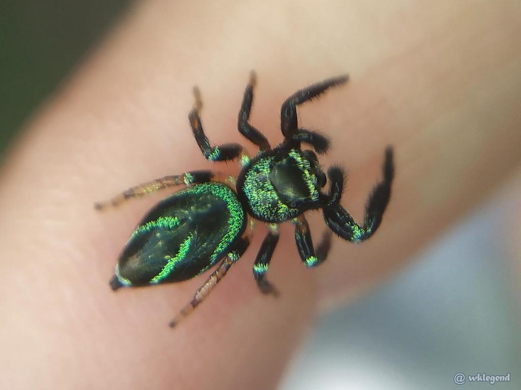 Thiania from 香港藍田 on April 26, 2022 at 03:36 PM by wklegend · iNaturalist