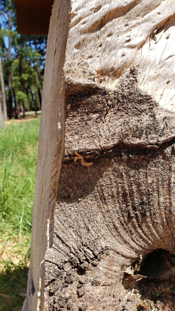 Clavate-legged Stingless Bee from EPIG - Srps - Brasília, DF, 70297-400 ...