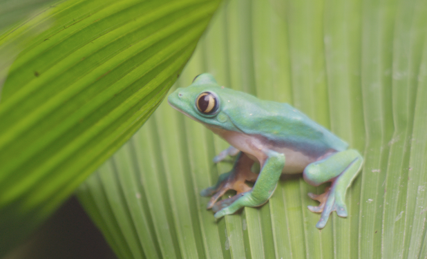 Blue-sided Tree Frog in April 2015 by Karla Mtz · iNaturalist