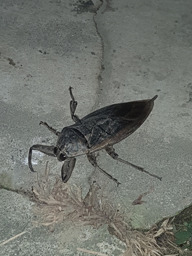 Asian Giant Water Bug from F5HG+M28, Talang Jawi I, Kec. Padang Guci ...