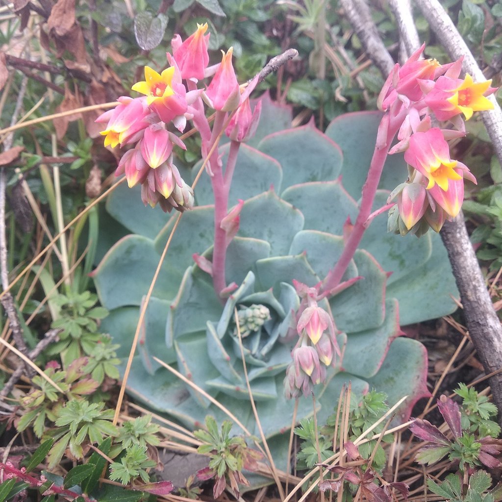 hen-and-chickens echeveria from Puebla, Pue., México on April 29, 2022 ...