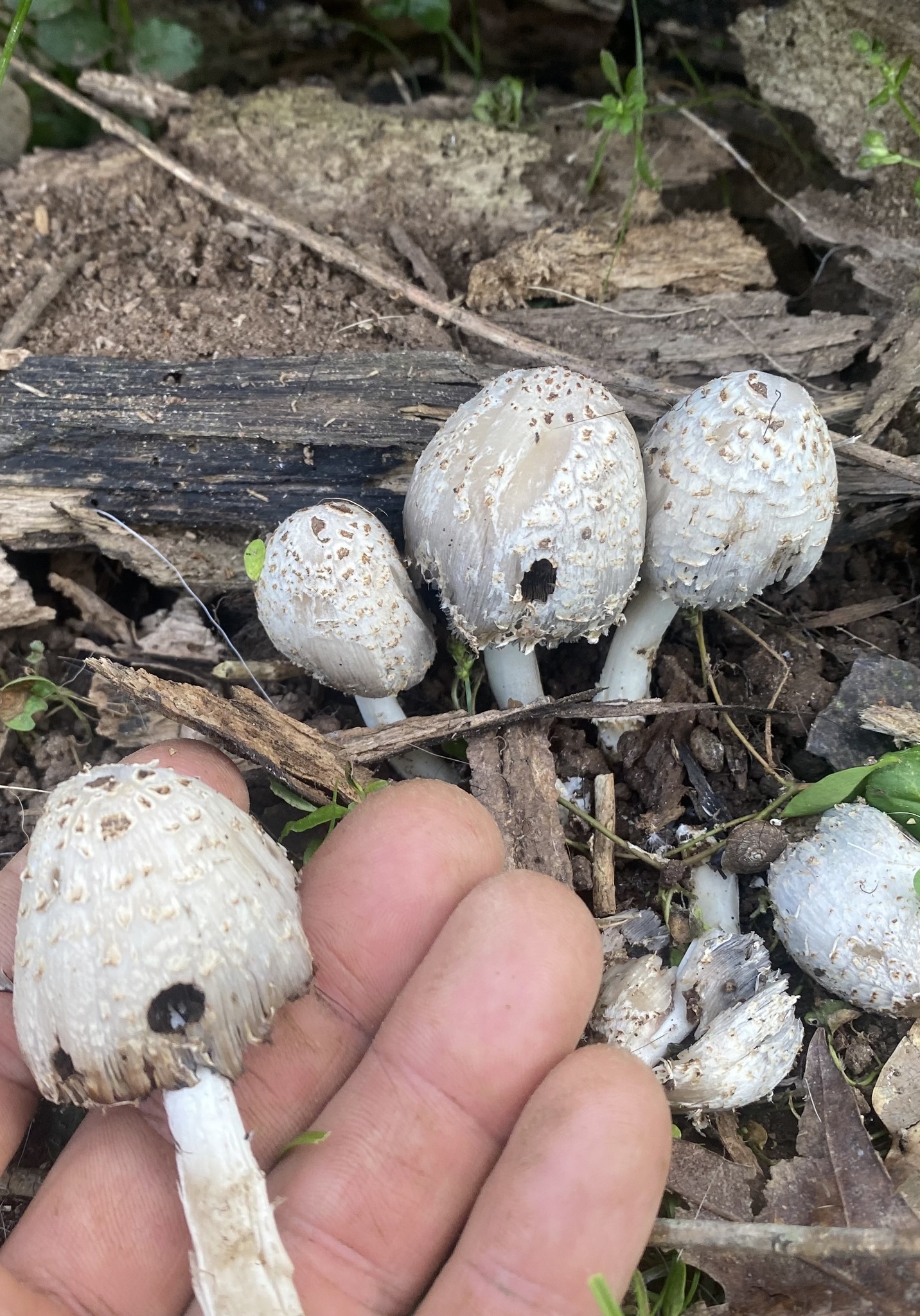 Coprinopsis variegata (Peck) Redhead, Vilgalys & Moncalvo