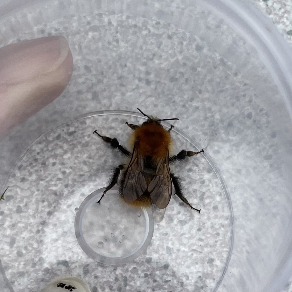 Common Carder Bumble Bee from Sandymoor CP, Runcorn, England, GB on May ...