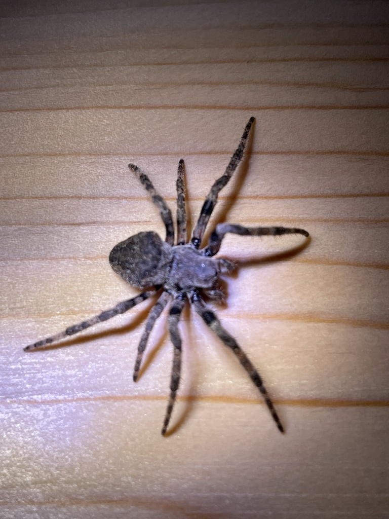 Araneus ventricosus from Myoko-Togakushi Renzan National Park, Shinano ...