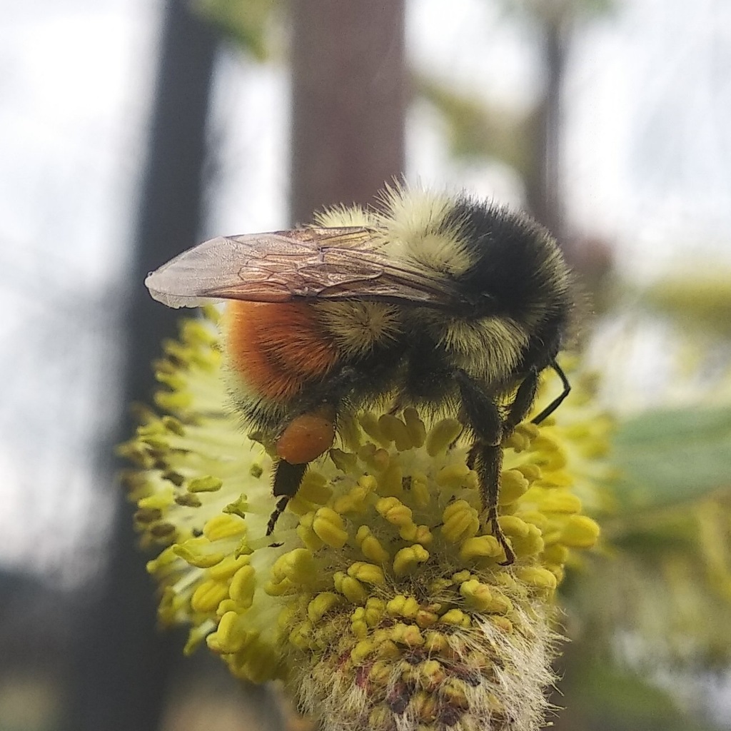 Hunt's Bumble Bee from Puebla, Pue., México on April 29, 2022 at 02:02 ...