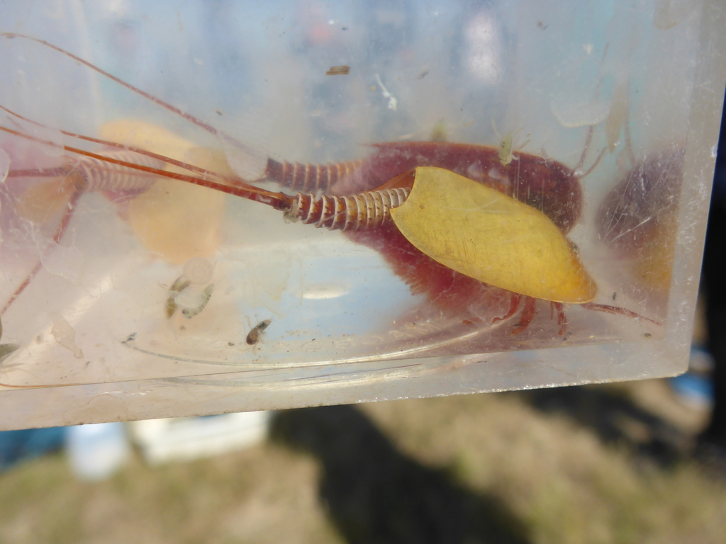 Vernal Pool Tadpole Shrimp in April 2022 by Lorri Gong. caught and ...