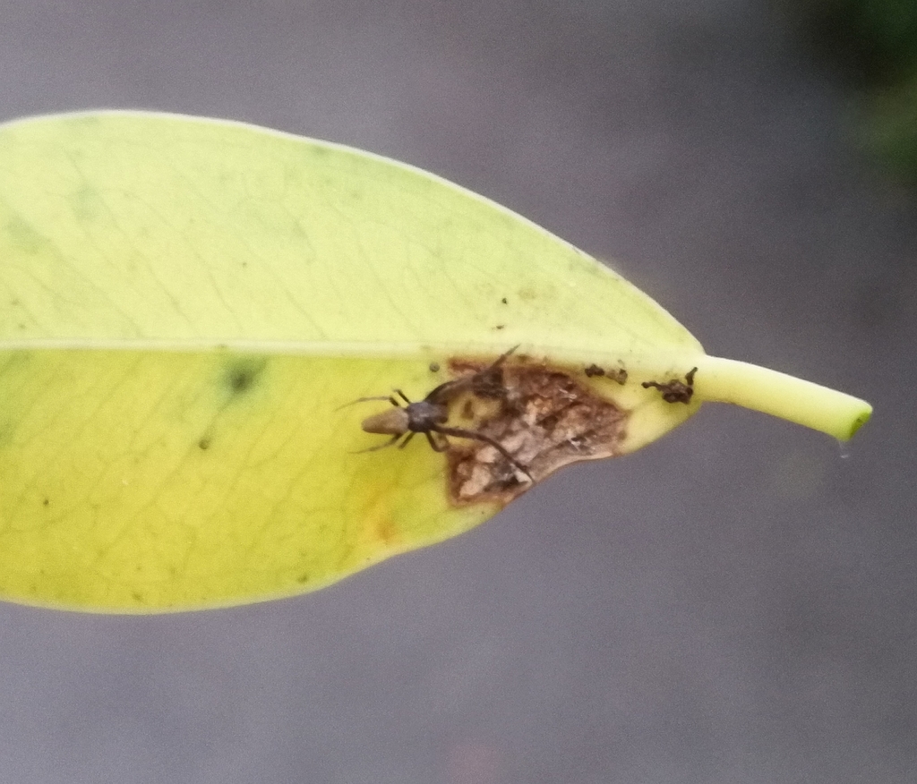 Hackled Orbweavers from Pathum Thani on May 1, 2022 at 06:39 PM by ...