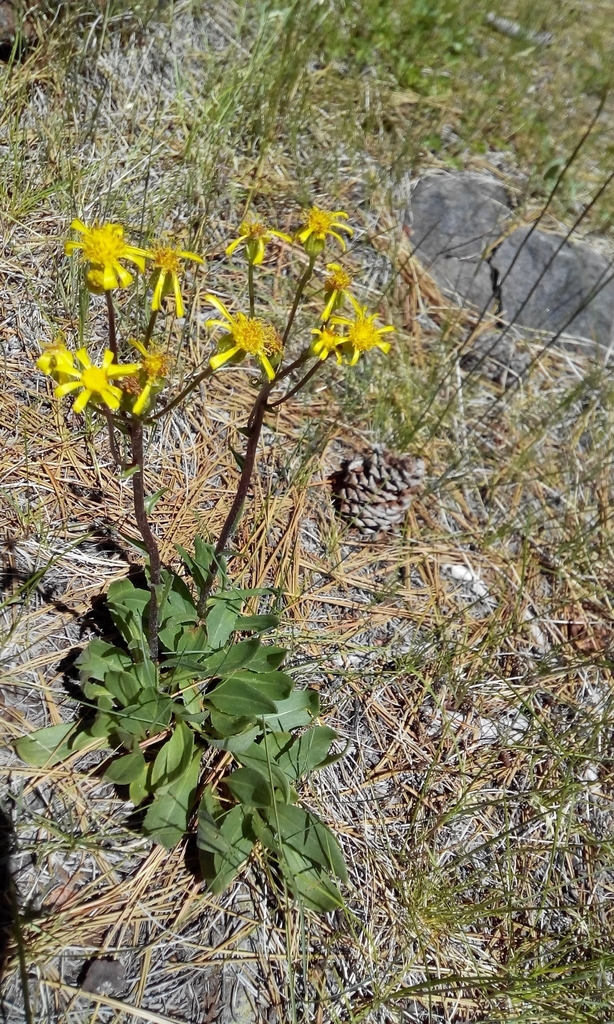 Tall western groundsel (Plants of Roxborough State Park) · iNaturalist