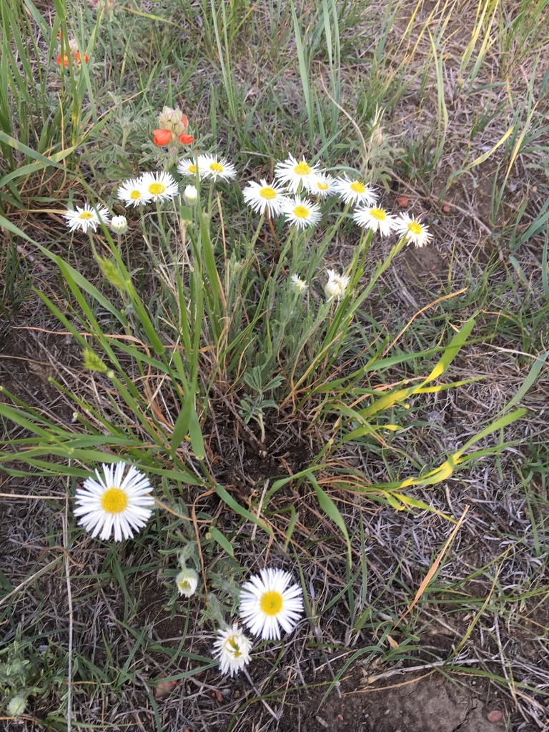 Caespitose Fleabane from Bull Trail Park North, Lethbridge, AB, CA on ...