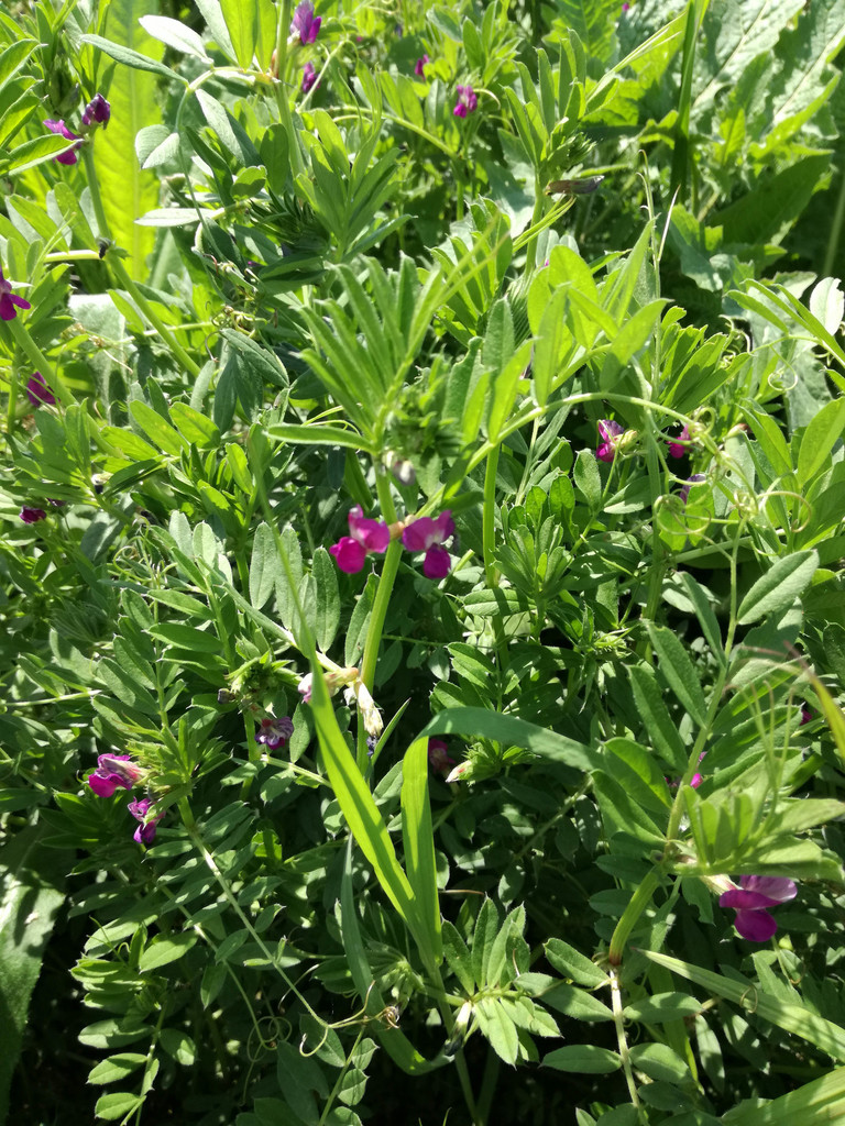 Common Vetch from Wien, Wien, Austria on April 30, 2022 at 02:56 PM by ...