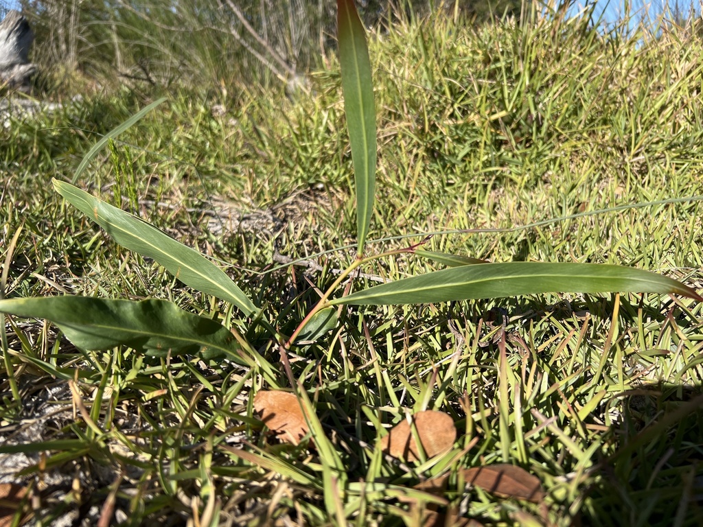 golden wreath wattle from Victoria Road, Grassy Park, WC, ZA on May 1 ...
