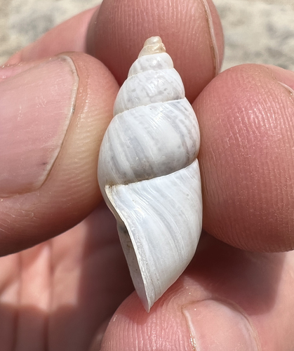 Elongate Rabdotus Snail (Rabdotus pilsbryi)