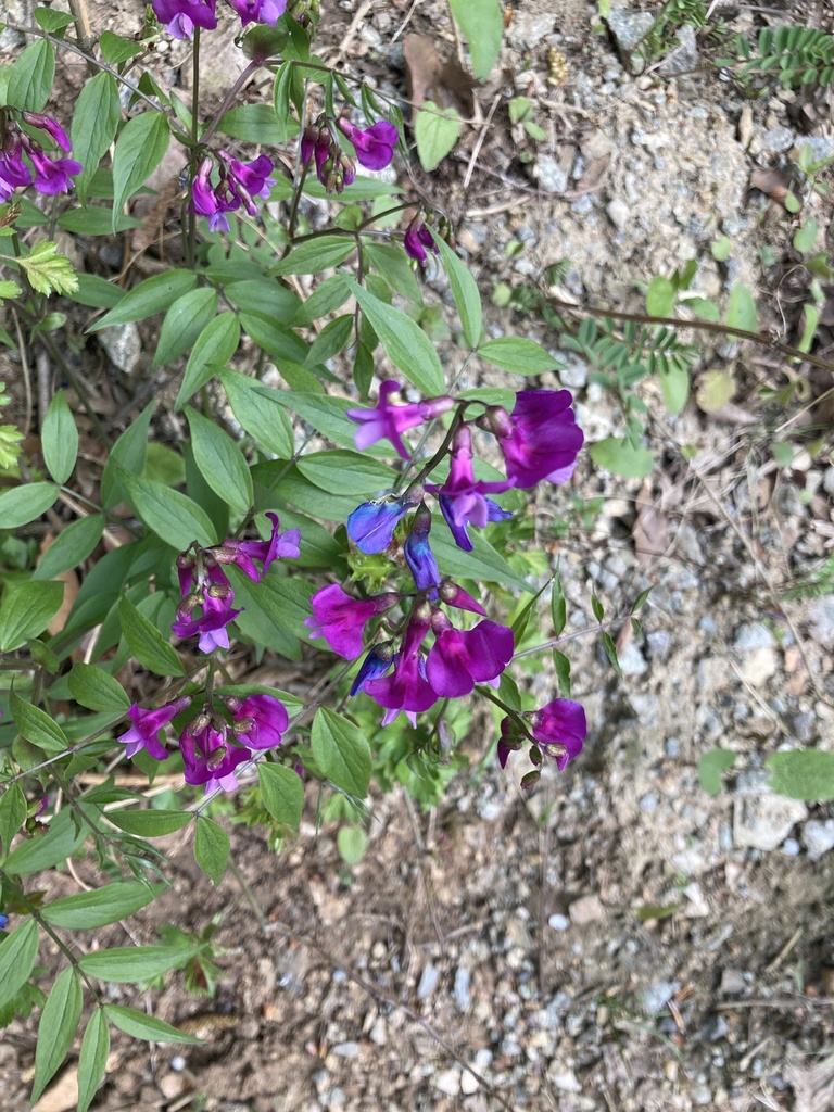 spring vetch from Budanová, Košice, Košický kraj, SK on May 1, 2022 at ...