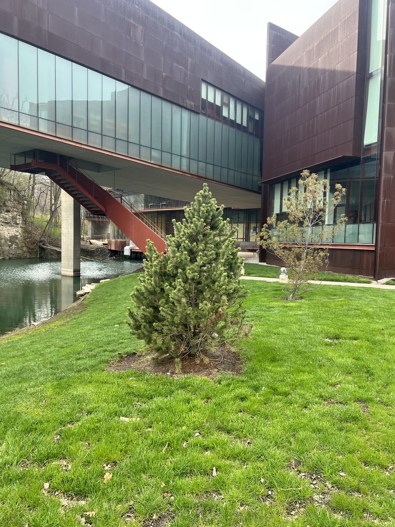 conifers from The University of Iowa, Iowa City, IA, US on April 29 ...