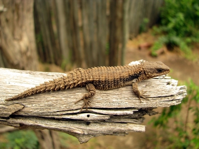 Limpopo Girdled Lizard from Bush Lodge on January 21, 2009 at 11:32 AM ...