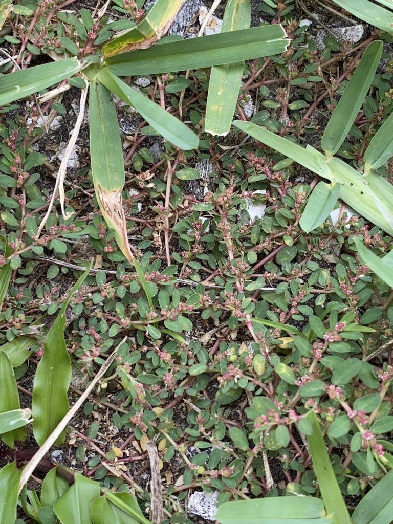 limestone sandmat from Merritt Island, Merritt Island, FL, US on April ...