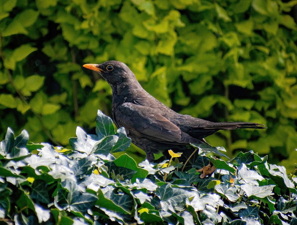 Eurasian Blackbird from Steinfeldstraße on April 29, 2022 at 12:50 PM ...