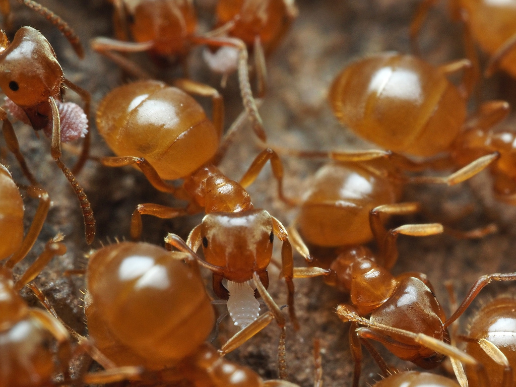Chthonolasius (Arthropods of Long Branch/Glencarlyn Park) · iNaturalist
