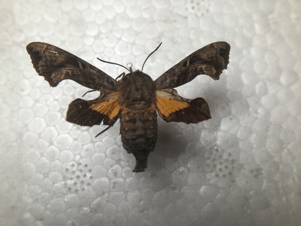 Neogurelca himachala sangaica from 二环南路西段136号, 西安市, 陕西省, CN on May 01 ...