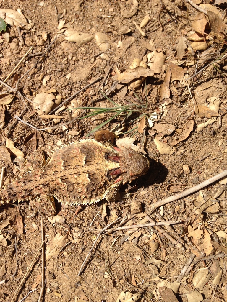 Blainville's Horned Lizard in March 2022 by Greg Pauly · iNaturalist