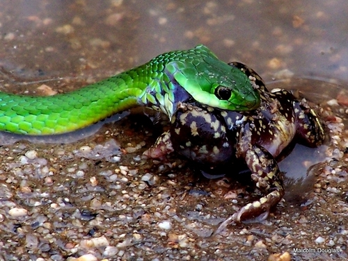 Green Water Snake (Philothamnus hoplogaster) - Snakes and Lizards