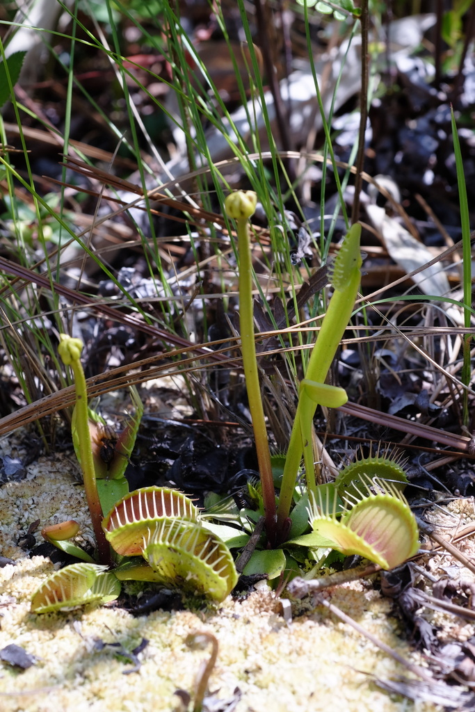 Venus flytrap in April 2022 by Kaleb Goff · iNaturalist