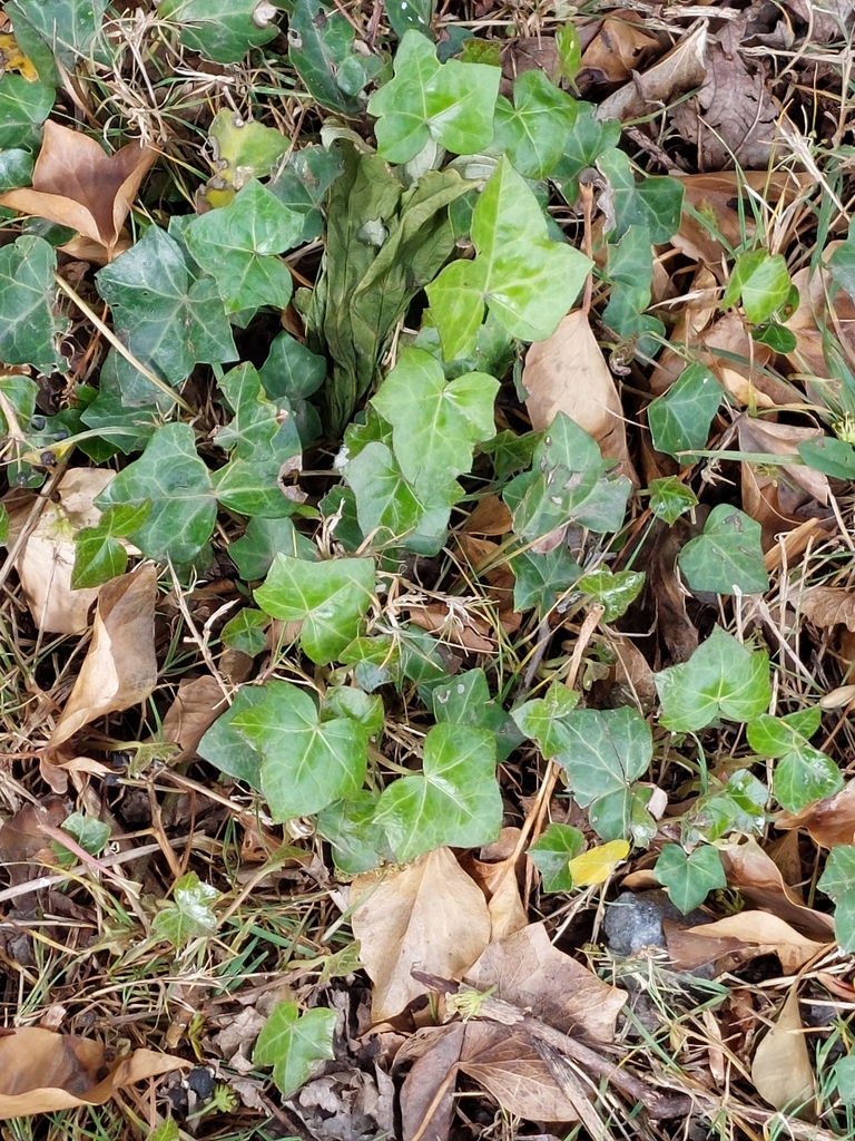 common ivy from Formby, Liverpool L37 1PS, UK on May 1, 2022 at 03:26 ...