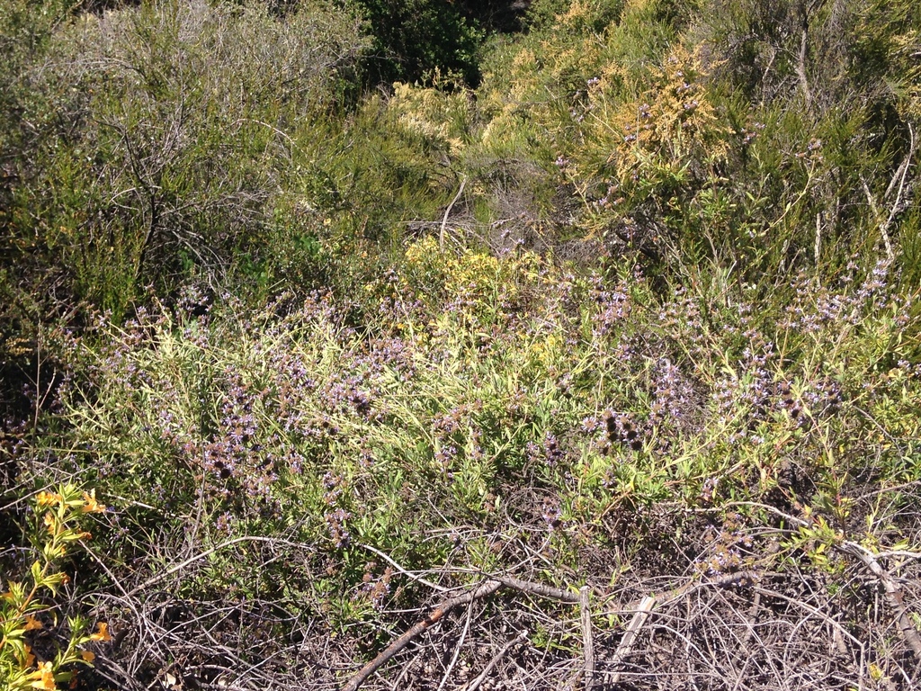 black sage from Topanga, Topanga State Park, Santa Monica Mountains ...