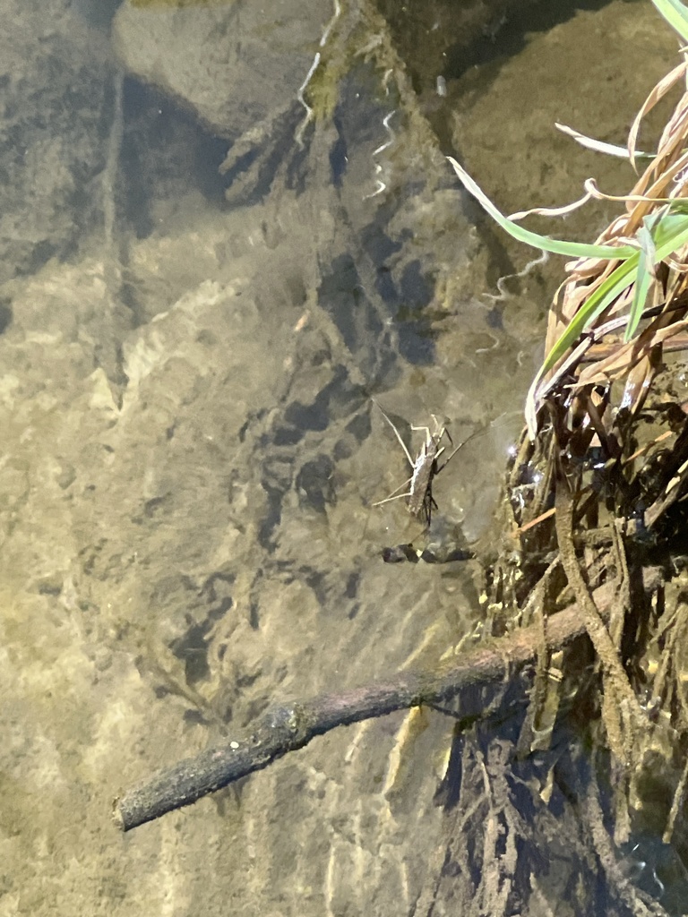 Common Water Strider from The University of Vermont, Burlington, VT, US ...