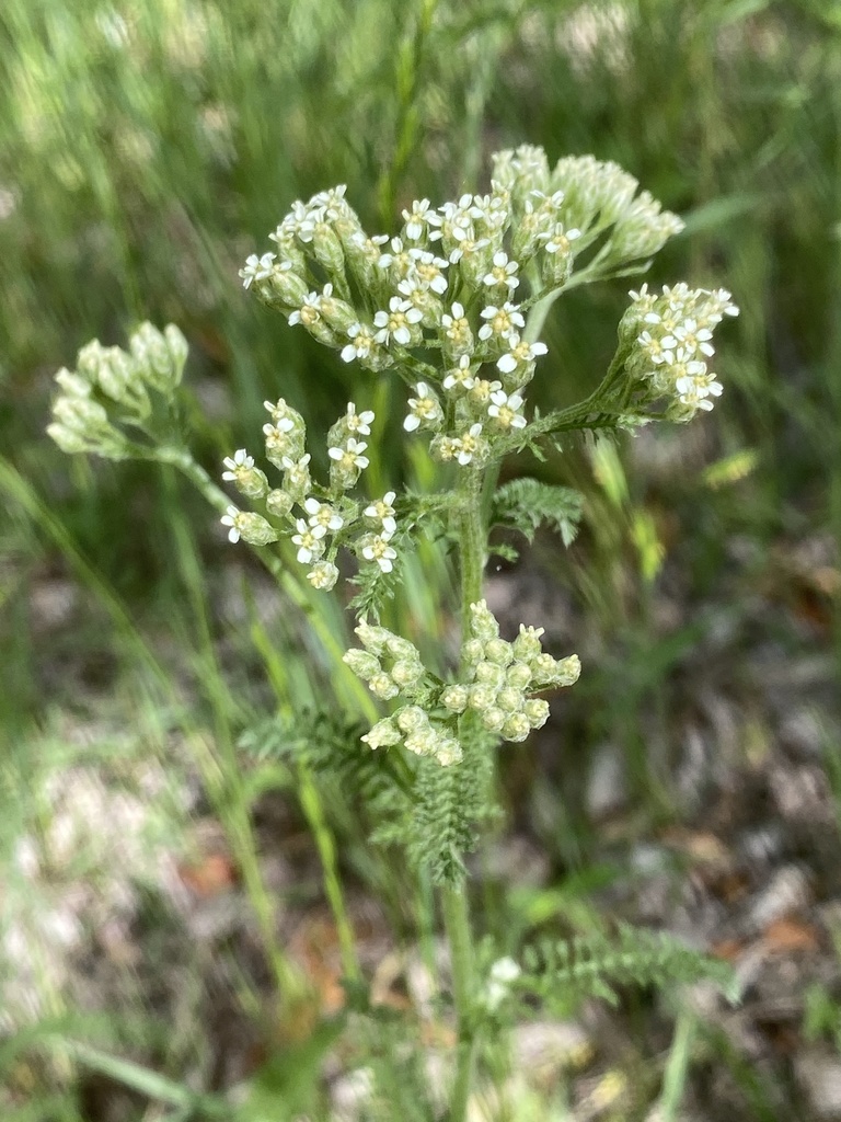 common yarrow from David Fort Rd, Argyle, TX, US on May 01, 2022 at 09: ...