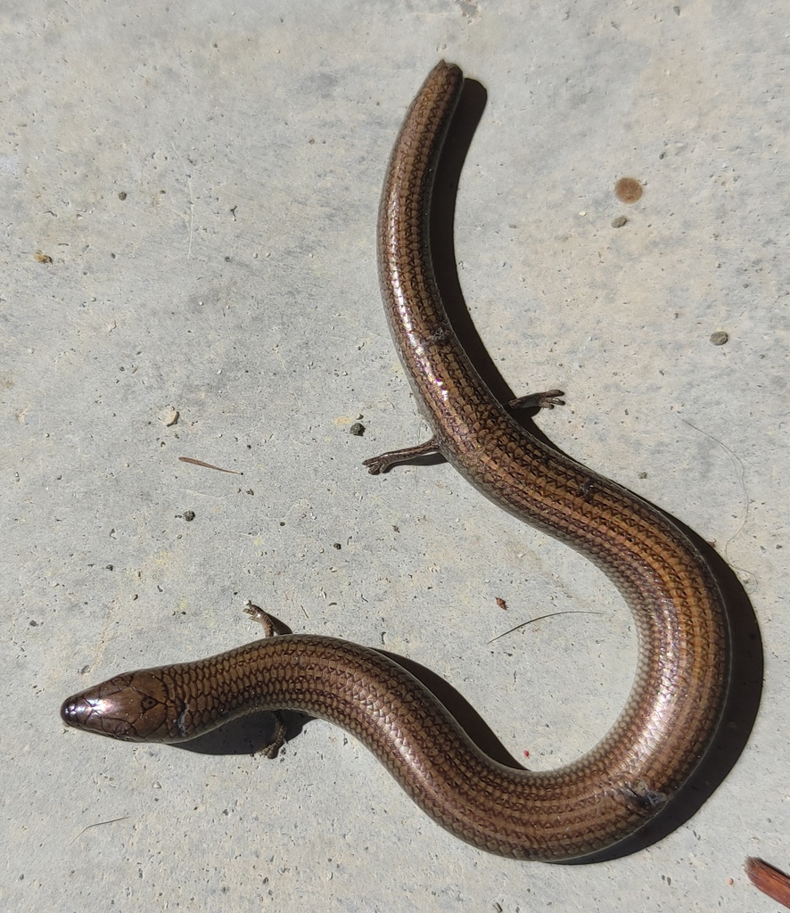 Western Three-toed Skink from Soure, 3130, Portugal on May 01, 2022 at ...