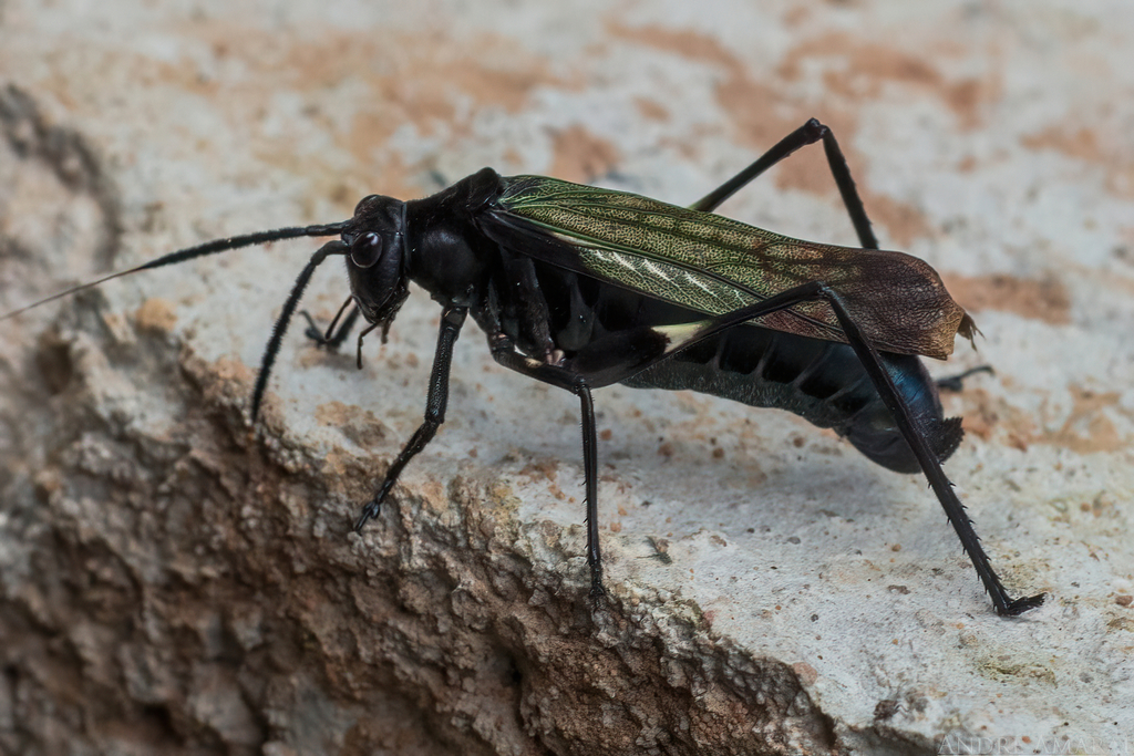 Scaphura from Caeté-Açu, Palmeiras - BA, 46930-000, Brazil on March 26 ...