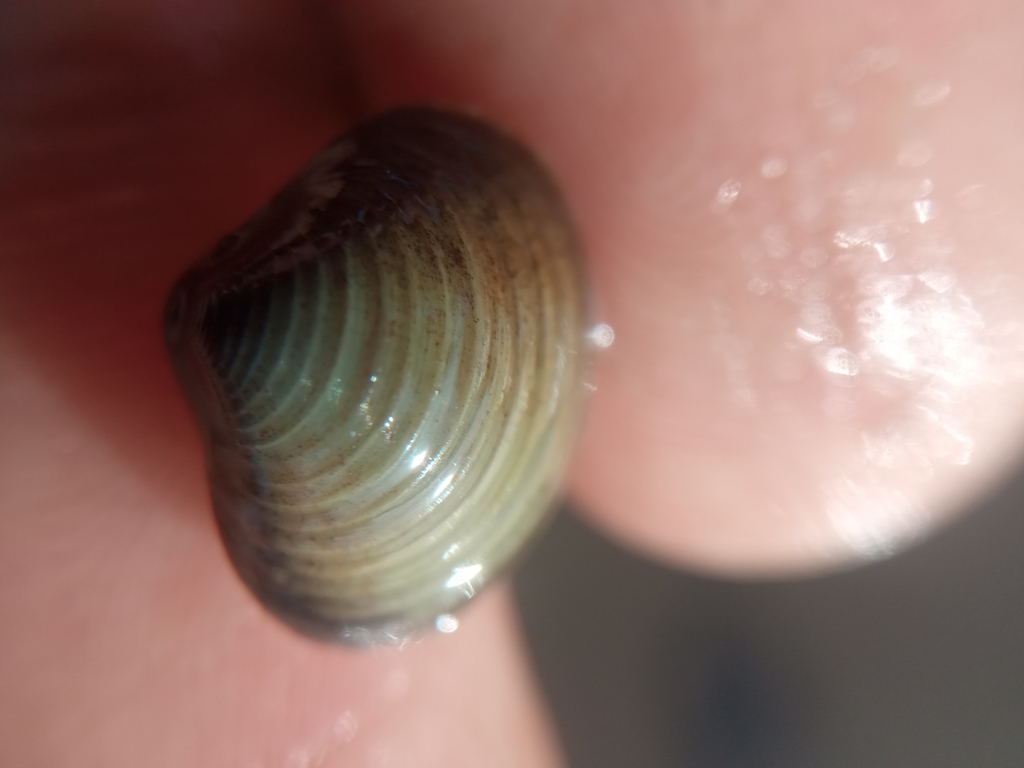 Purple-Nacre Clam from 81311 Sin., México on May 1, 2022 at 08:48 AM by ...