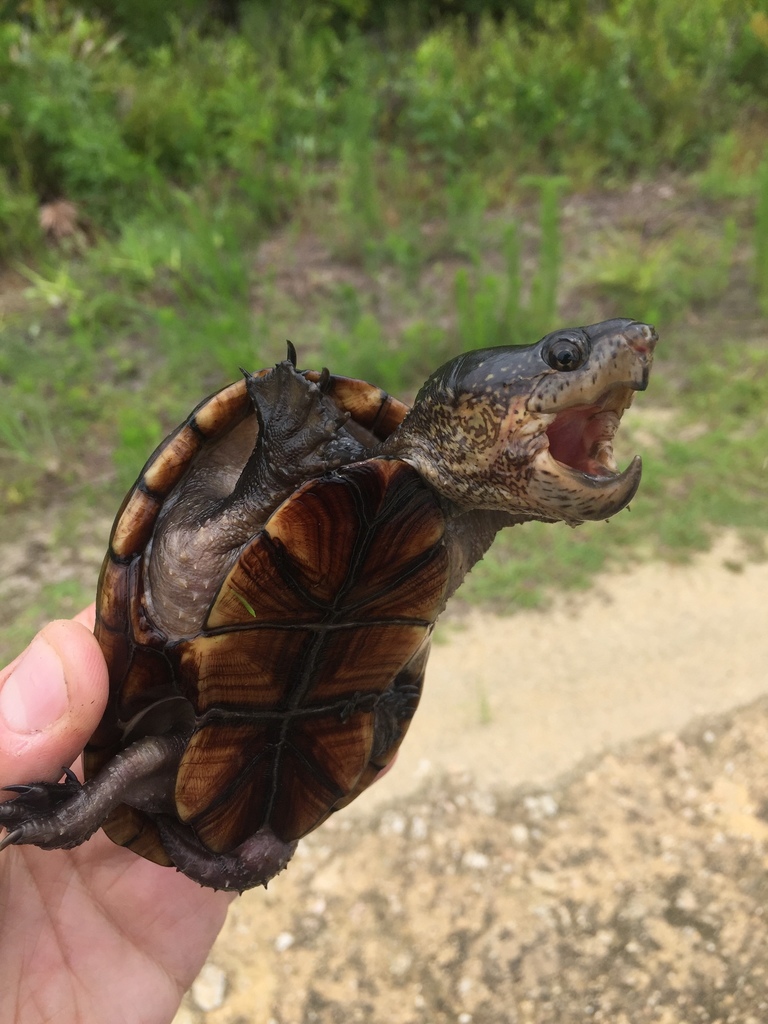 Florida Mud Turtle (Reptiles of Citrus County) · iNaturalist