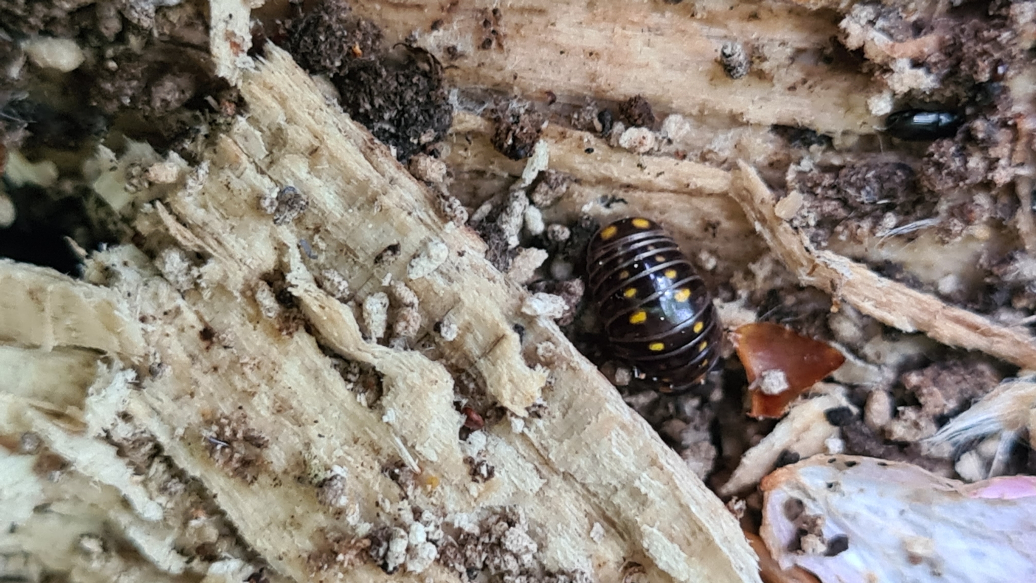 Glomeris pustulata (Fabricius, 1781)