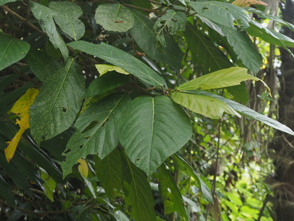 Milk Tree from Yulin, Taiwan, Taiwan on May 1, 2022 at 10:08 AM by Hong ...
