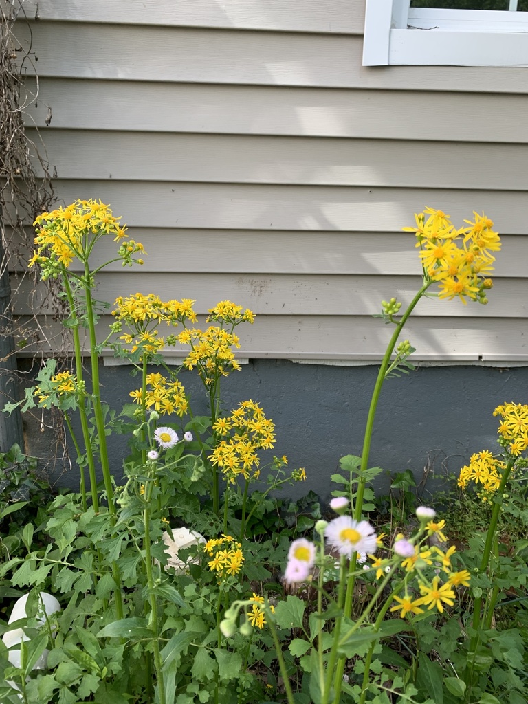Butterweed from Greenwood Ave, Louisville, KY, US on May 01, 2022 at 10 ...