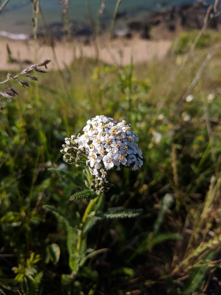 common yarrow from Fife, UK on June 6, 2018 at 08:32 AM by Mike ...