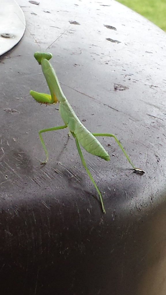 Golden-armed Mantis from Central, SG on August 02, 2014 by vejoyie. at ...