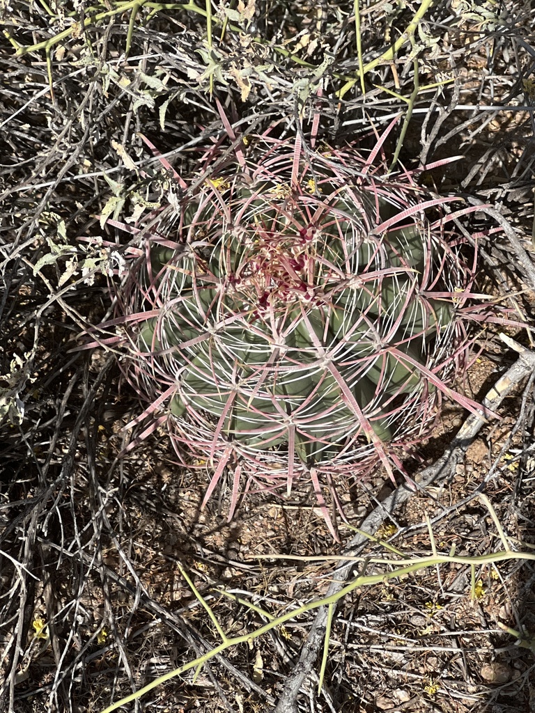 fishhook barrel cactus in May 2022 by kimrodgers8 · iNaturalist