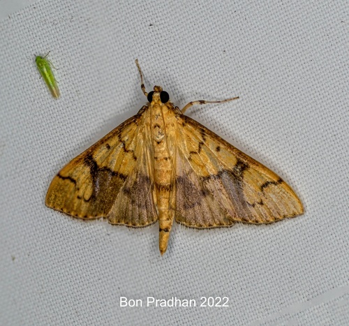 Patania characteristica · iNaturalist